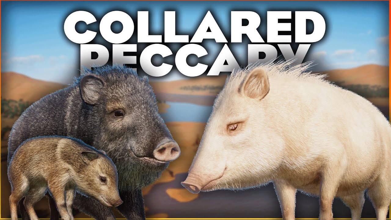 🐖 COLLARED PECCARY Revealed & Out for Planet Zoo's Anniversary Animal ...