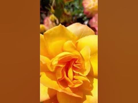 #розы Ислам Итляшев (Она Любила Розы). - YouTube