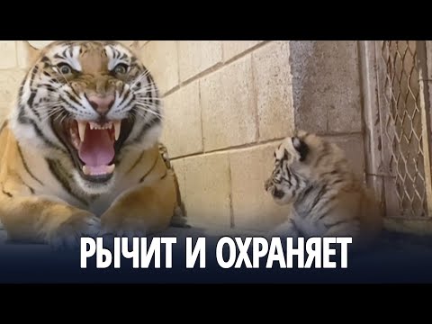 Тигрица в зоопарке в Мексике не пускает ветеринаров к детёнышам