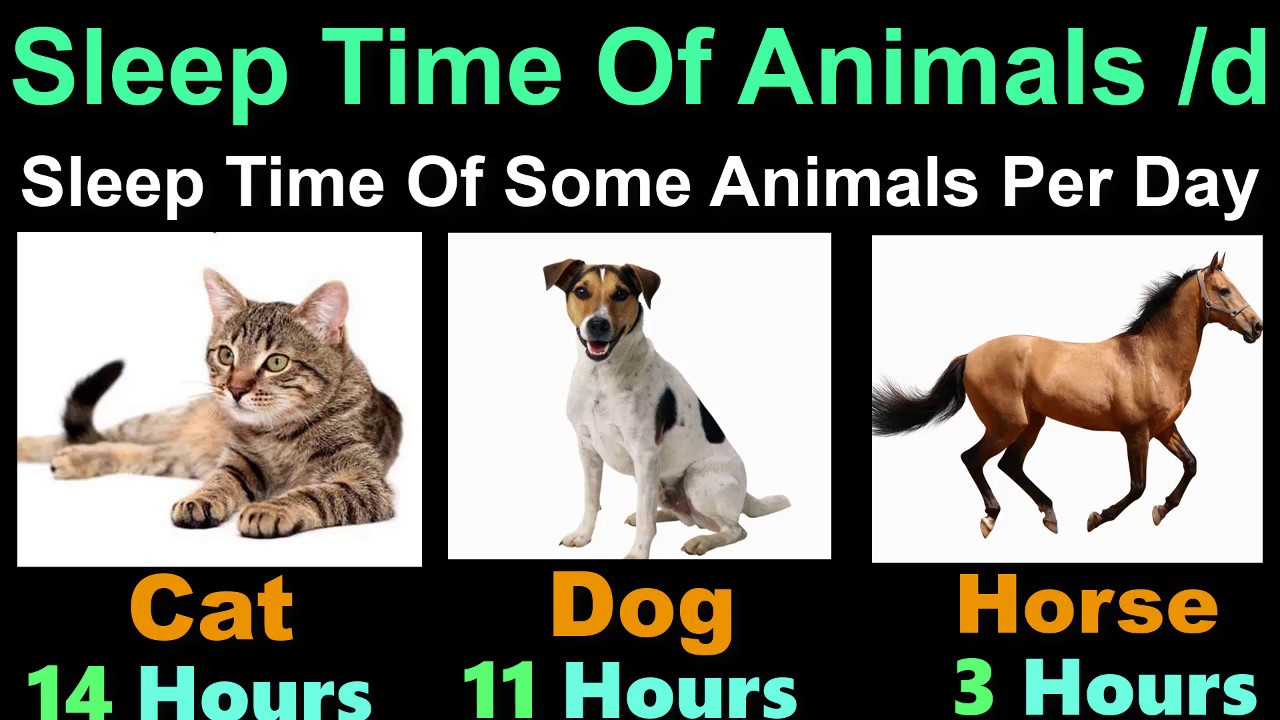 Sleep Time Of Animals Per Day - YouTube