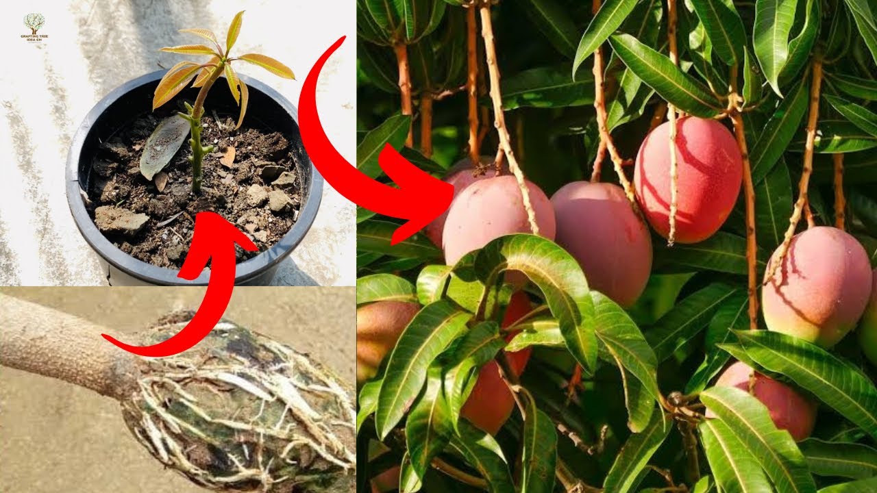 MANGO ROOTS ATTACHING, HARVEST cut& PLANTING, THE COMBINED, Grafting ...