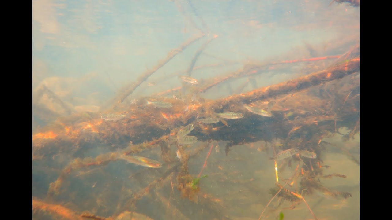 Juvenile winter-run Chinook Salmon - YouTube