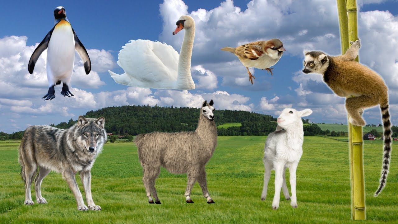 HERDS OF ANIMALS. GROUPS OF ANIMALS. ANIMAL SOUNDS - YouTube