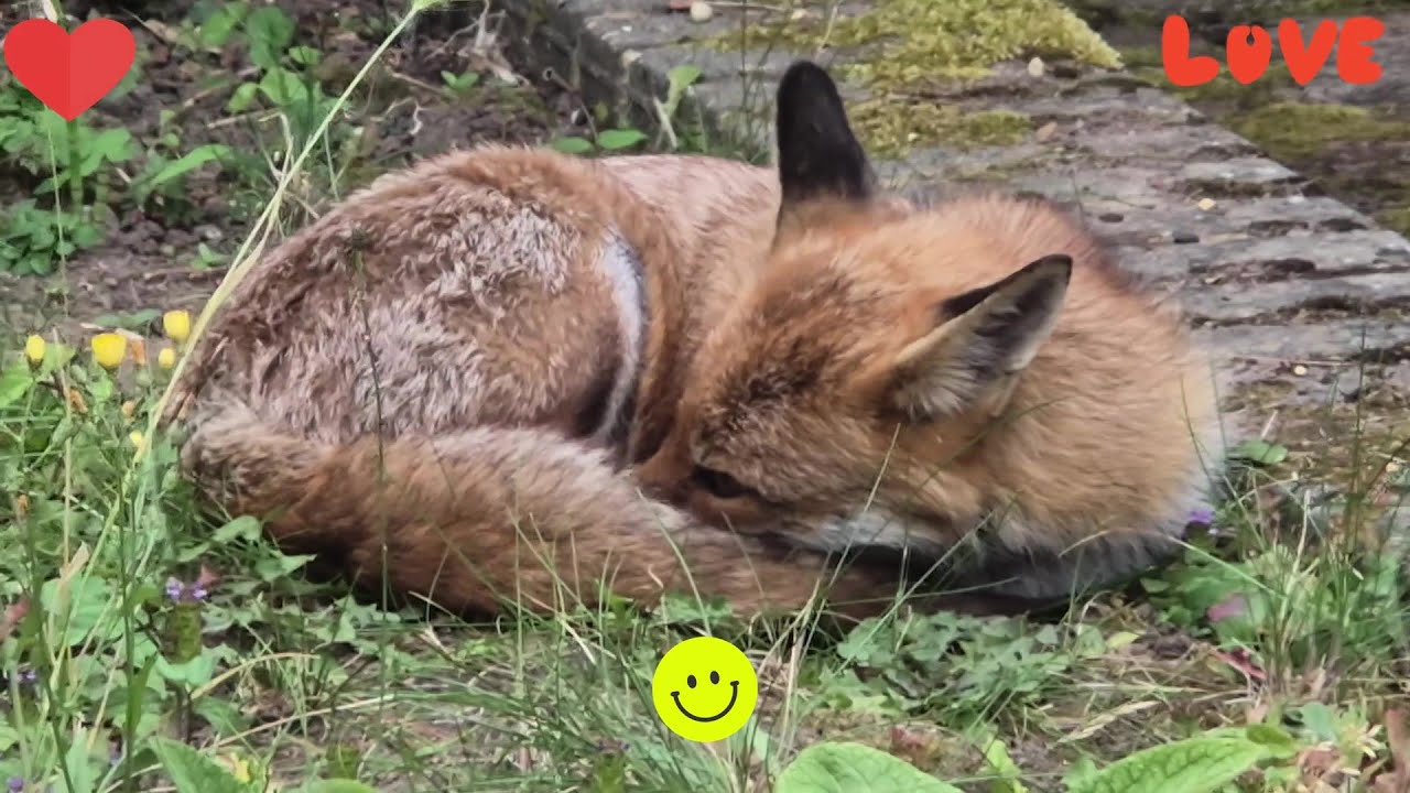 CUTE FOX DAISY🦊🦊Goodbye Yellow Brick Road 🎵🎹🎵SLEEPING BEAUTY💋# ...