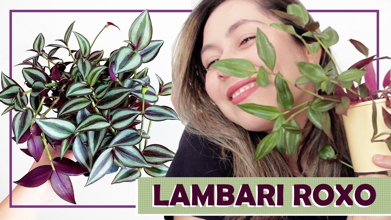 🌿 Lambari Roxo (Zebrina) - Cuidados e Dicas - YouTube