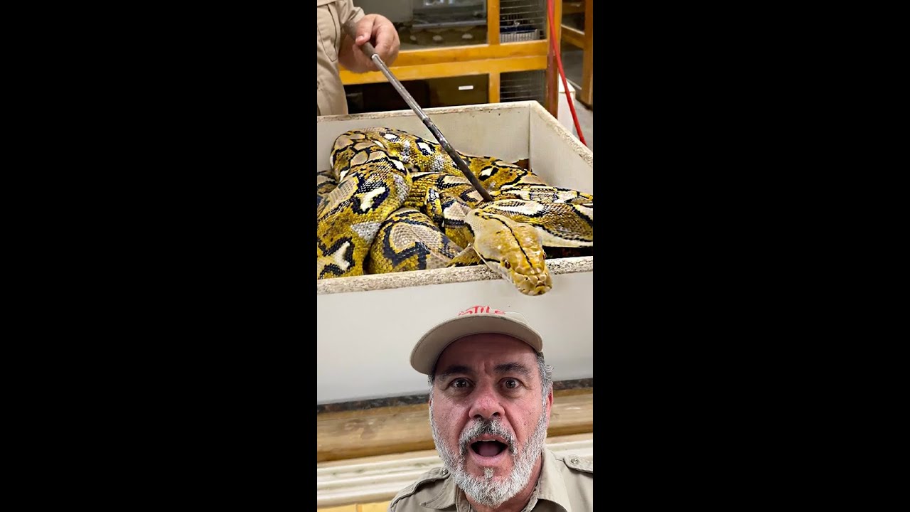 ANGRY MOMMA PYTHON😳 - YouTube