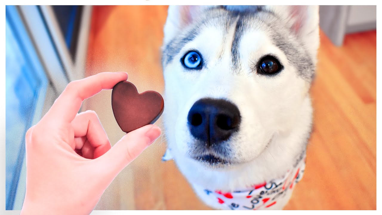 Easy “CHOCOLATE” Valentine’s Candies for Dogs! (Will my husky approve ...