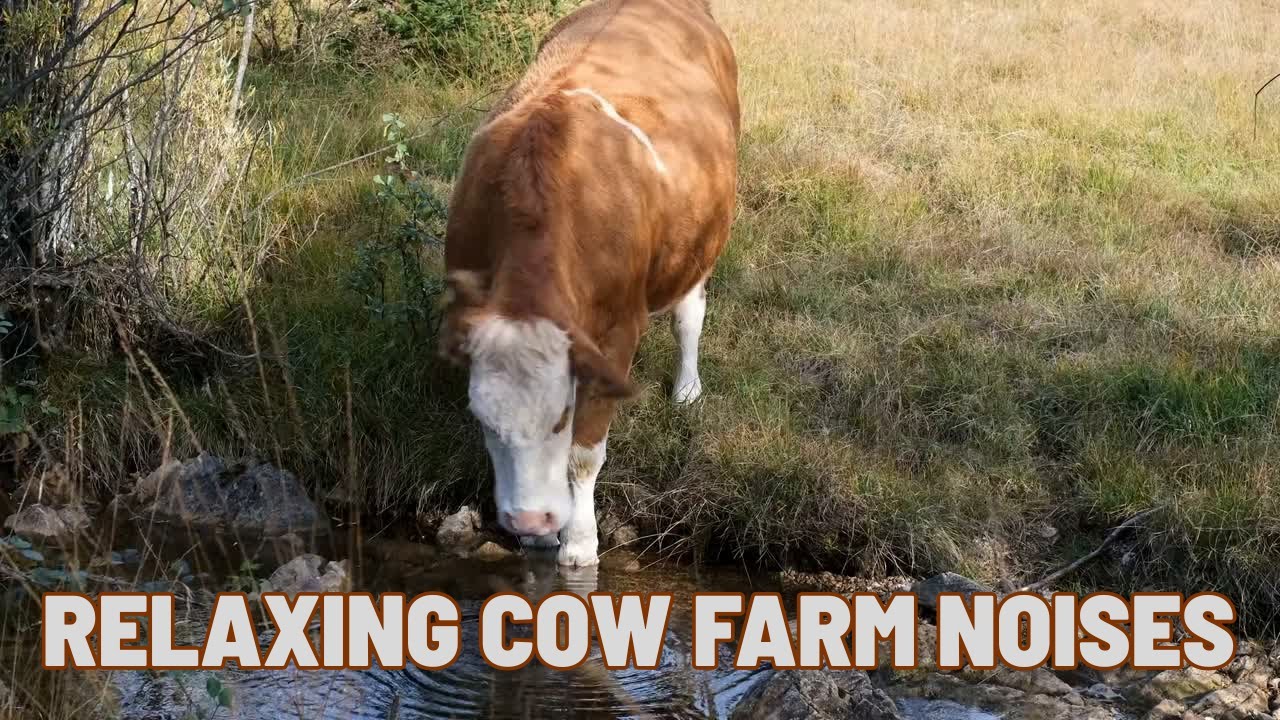 Cows Mooing in a Peaceful Field – Calming Farm Sounds in Just 2 Minutes ...