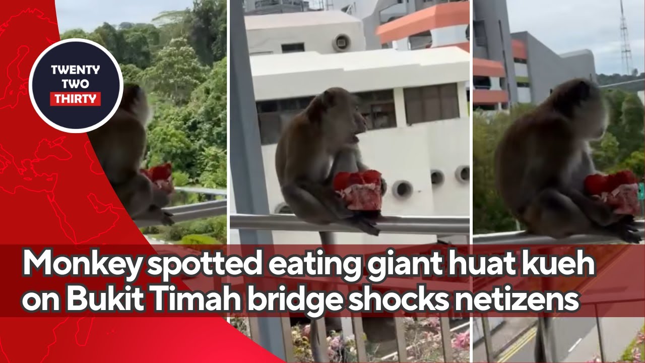 Monkey spotted eating giant huat kueh on Bukit Timah bridge shocks ...