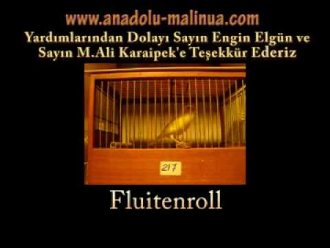 Waterslager Canary Song Analysis2