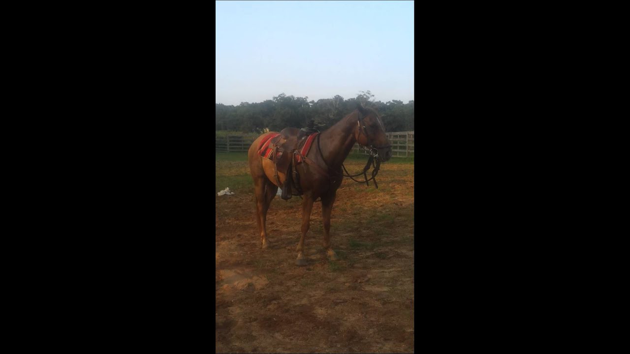 Line back dunn with the whips - YouTube