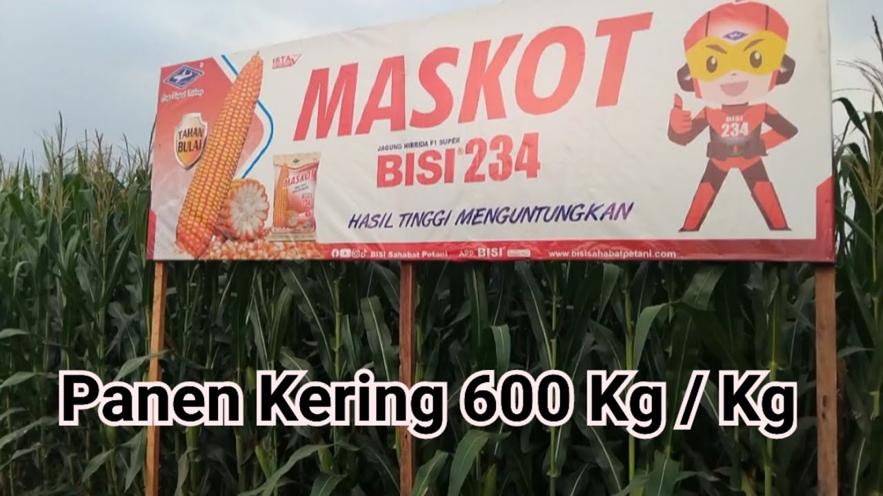 Jagung Baru Andalan dari Bisi, Maskot 234, Jagung Kuat Hasil Mantap 1 ...