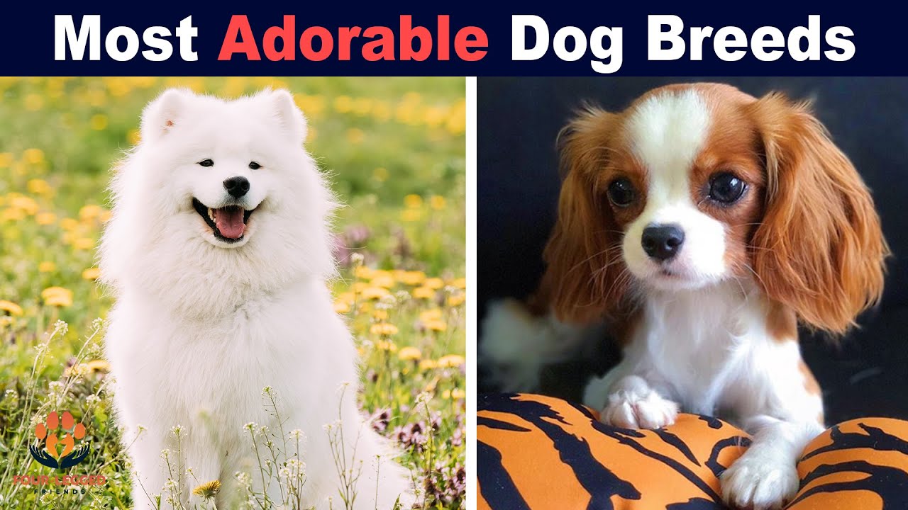 10 Most Adorable Dog Breeds - YouTube