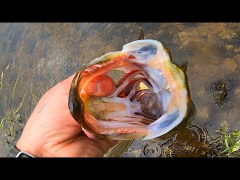 Pike love UMAMI: unreal fishing with lures in Ireland. Must see!
