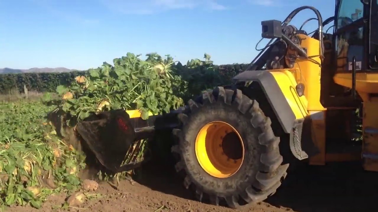 Rata Beet Bucket and JCB434 make short work of harvesting fodder beets ...