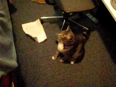 Cat Attacks A Floating Turd 2 - YouTube