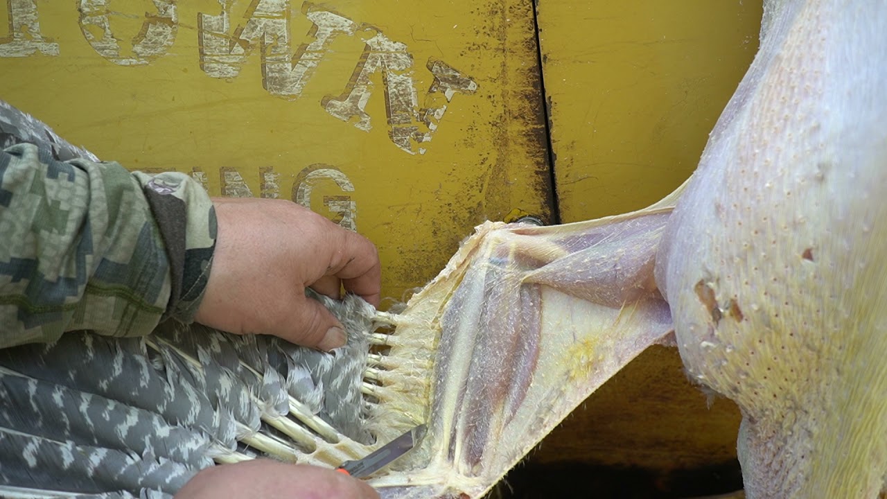 How to Remove Wing Feathers: The Easy Way - YouTube