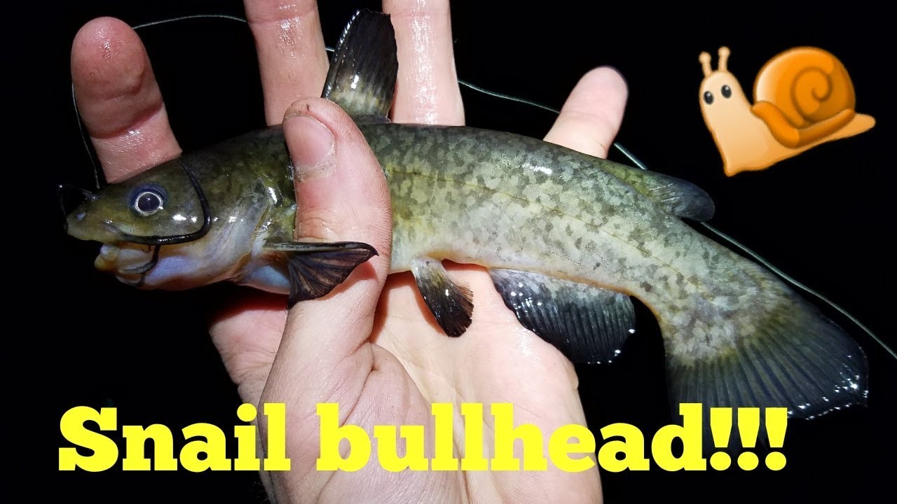 I've Been After This Species Forever! (Snail Bullhead Hunt #1) - YouTube