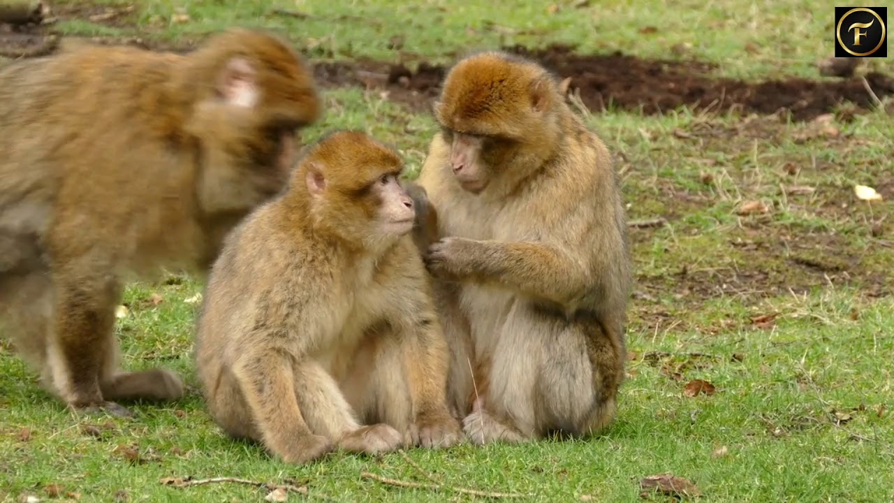 Watch the monkeys daily routine activities🐒 - YouTube