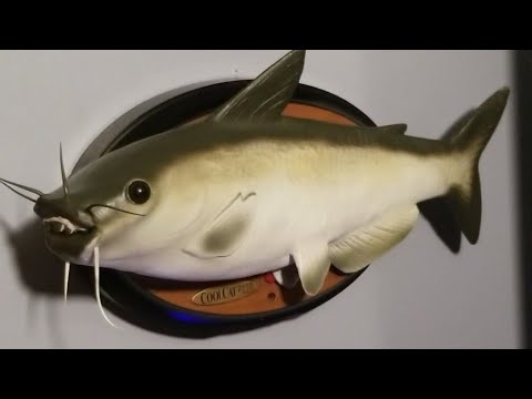 Finally found a Cool Catfish! - YouTube