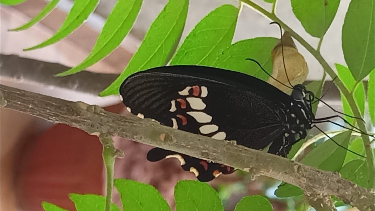 The Birth of Butterfly | Butterfly Process | Titli Kaise Banti Hai ...