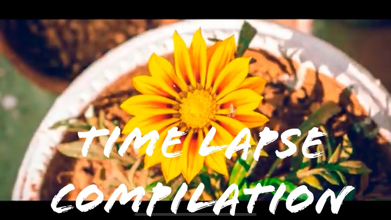 Plant time lapse compilation | Meditation | 植物生長快鏡 ｜Relaxing | Take a ...