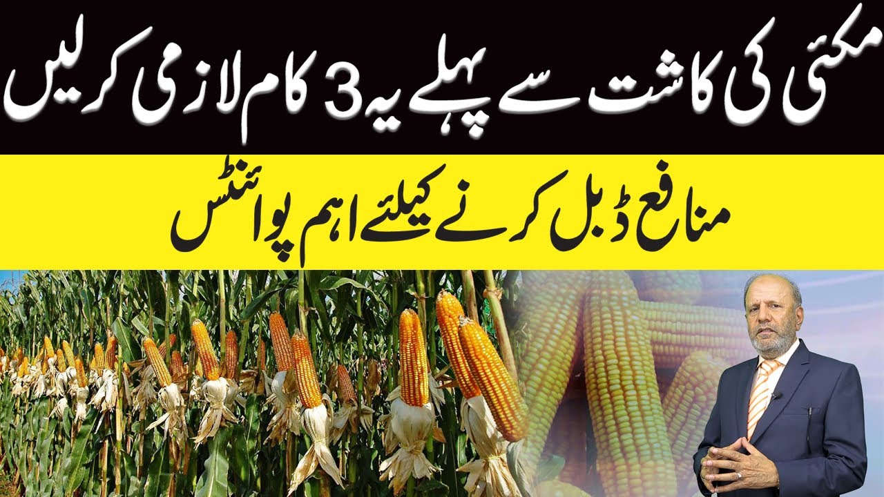 Maize Farming in Pakistan | مکئی کی کاشت اور آمدن و اخراجات کی مکمل ...