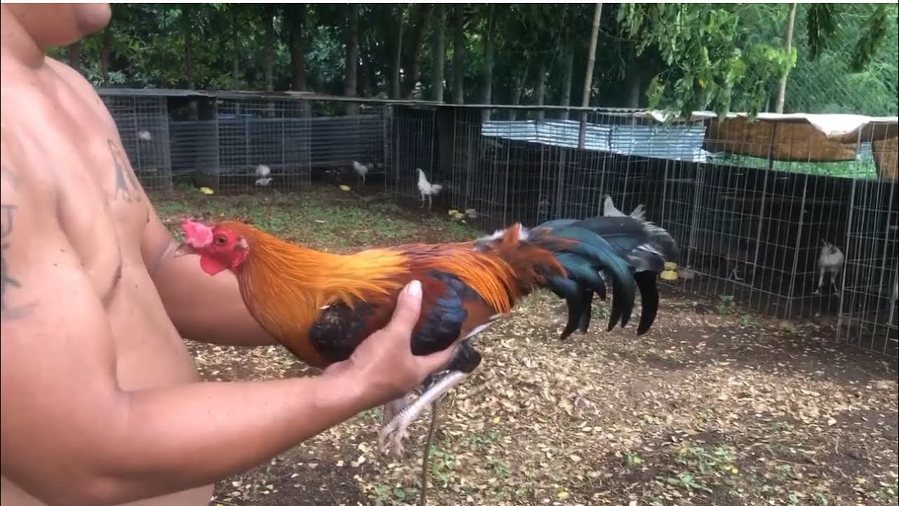 Banded stags | JFC Maragondon Cavite - YouTube