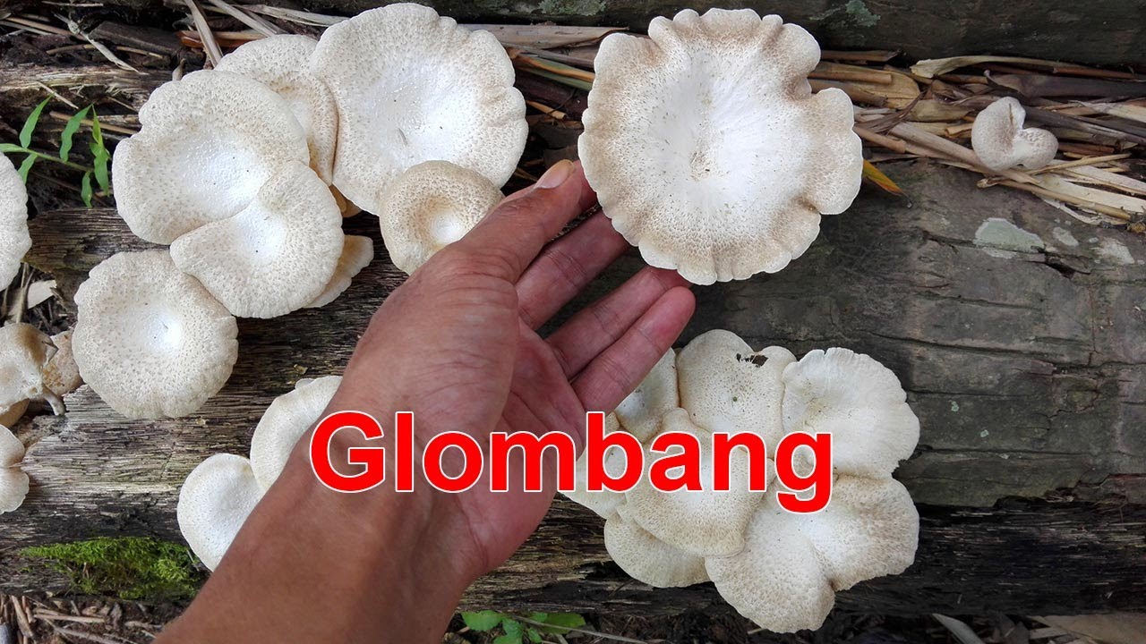 Glombang (Lentinus squarrosulus) - YouTube