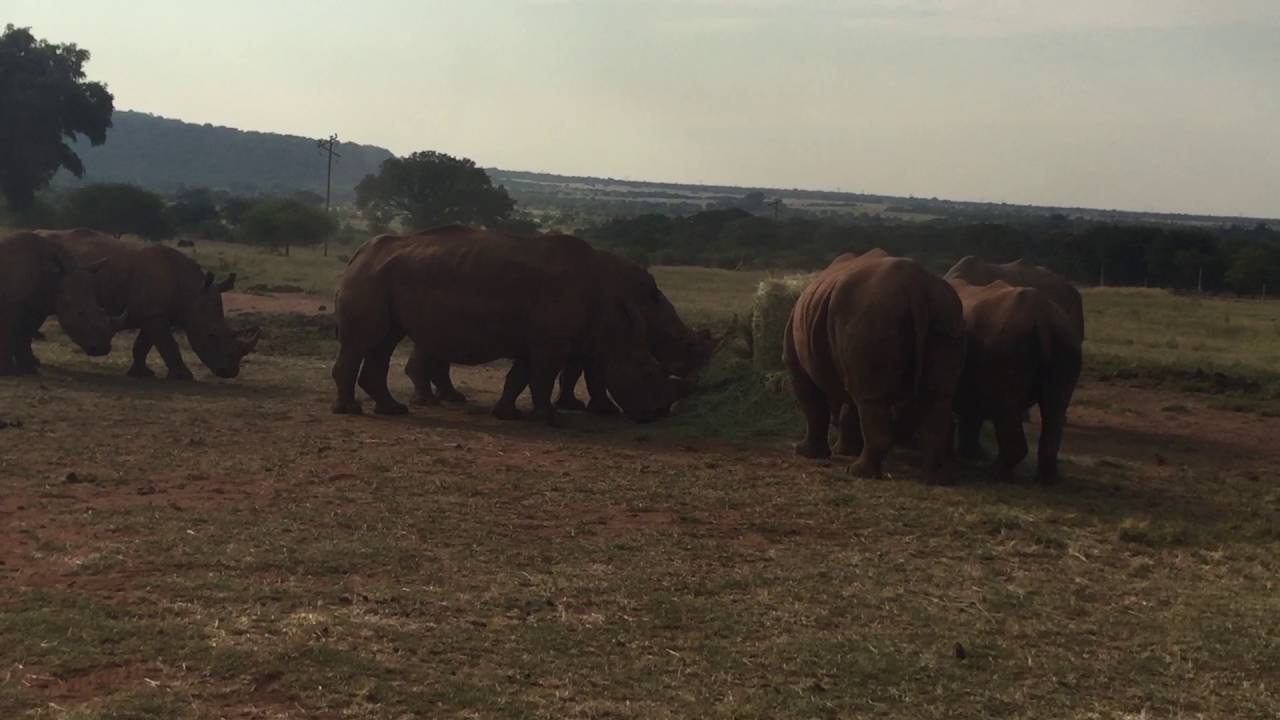 White Rhinoceros vocal sounds and calls. All in one video. - YouTube