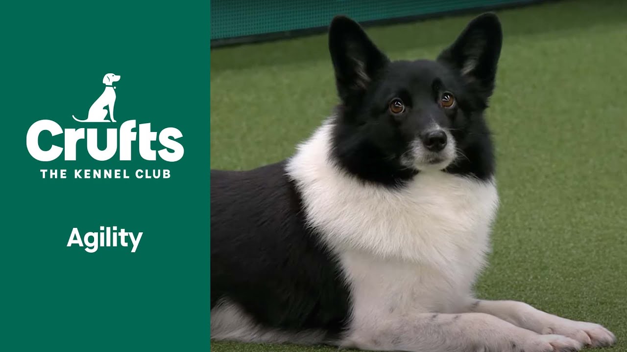 Agility - Crufts Singles Small/Medium/Intermediate/Large (Jumping) Part ...