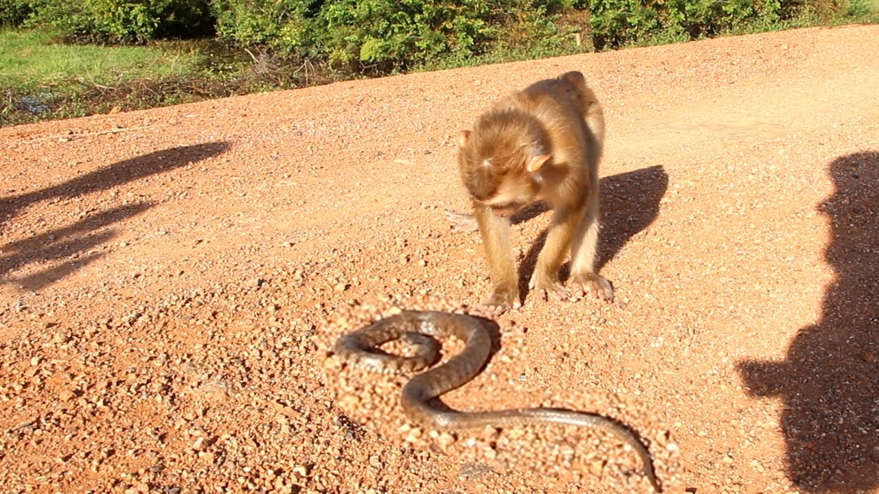 Baby Monkey Want To Catch Snnake Along The Street - YouTube