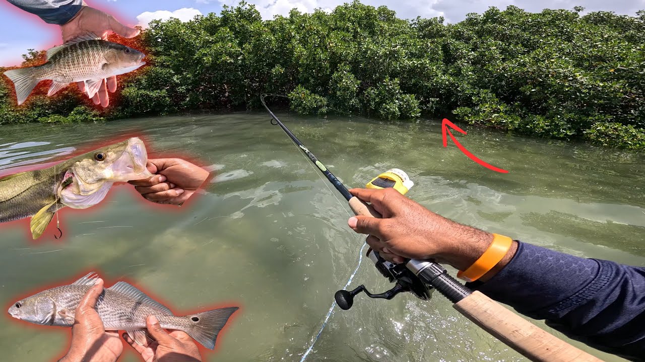 Fishing Florida Mangroves for Snook, Redfish and Mangrove Snapper with ...