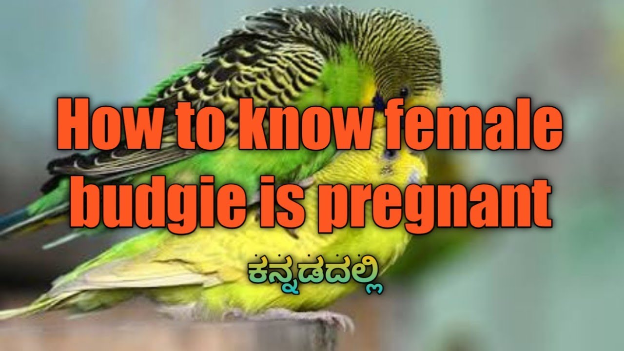How to know female budgie is pregnant in Kannada - YouTube