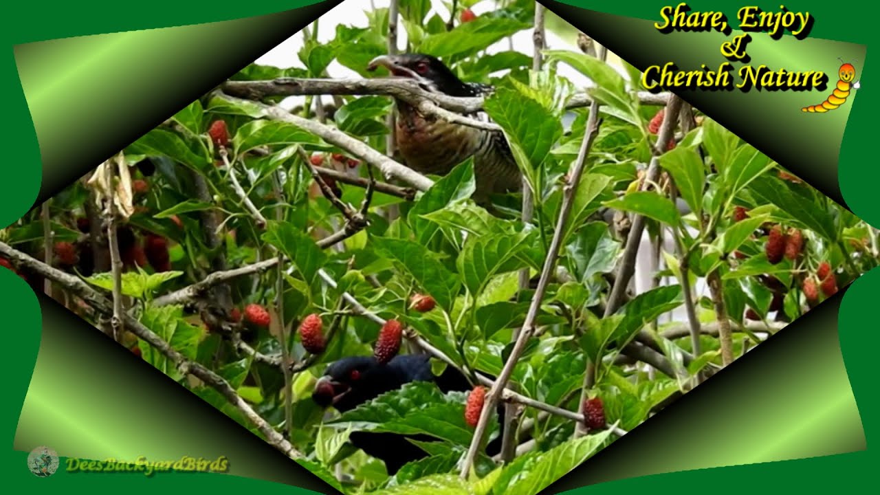 Here, We Go Round the Mulberry Bush-Eastern Koel's (storm/rain birds) # ...