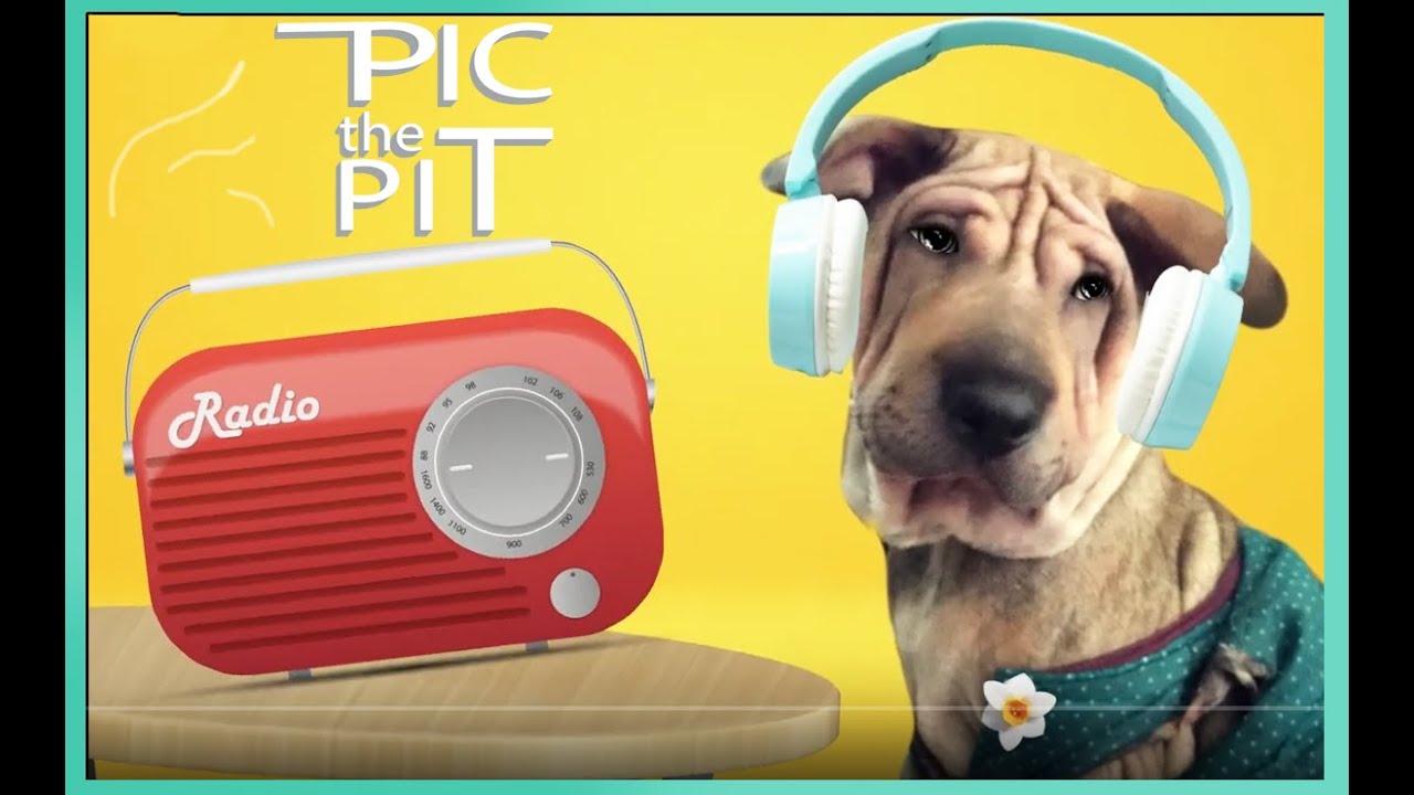 Dog Singing Video - Dog Music Video - Dog sing Emotional Mess - YouTube
