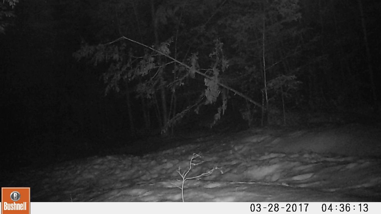 Don't Watch Scary Game Camera Video | Danger Might Snout You - YouTube