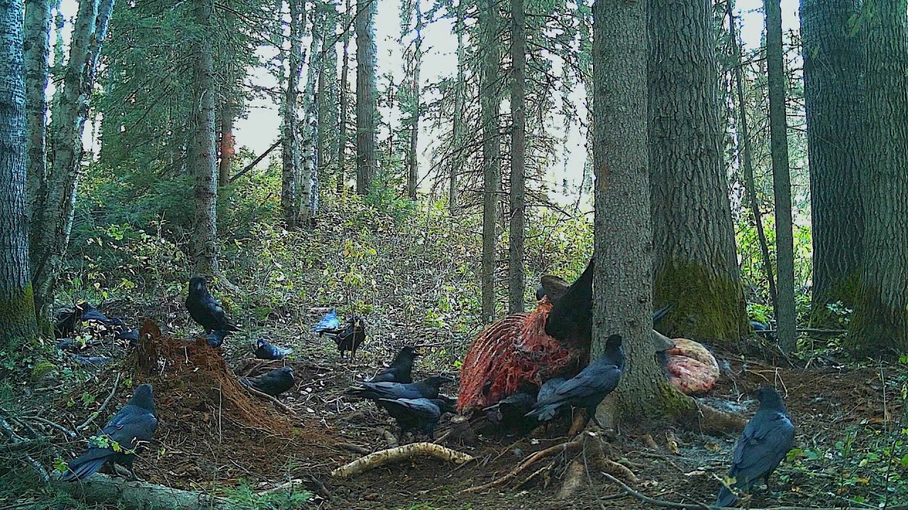 Ravens on a moose gut pile - YouTube