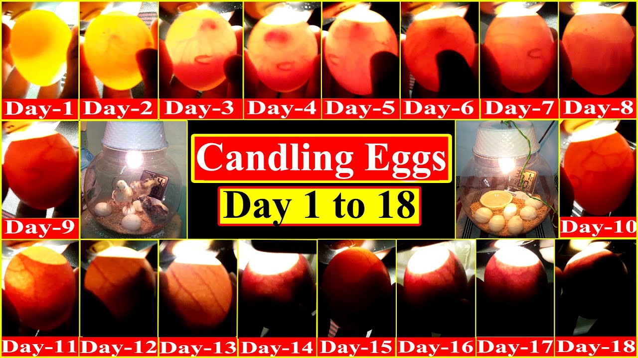 Candling Eggs Fertile or Not Day 1 to 18 | Incubator for Chicken Eggs - YouTube