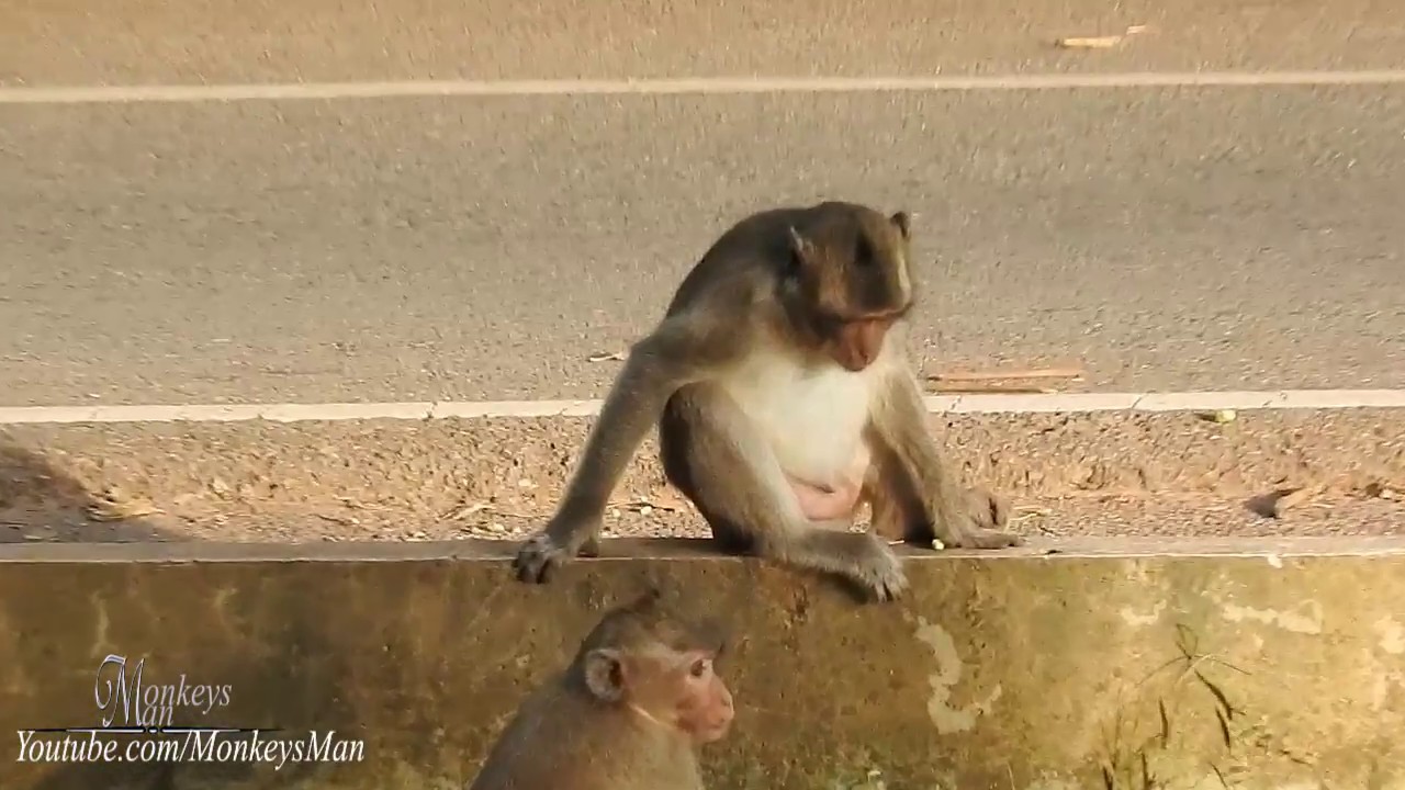 Top Rude Baby Monkey, Daily Monkeys Man #752 - YouTube