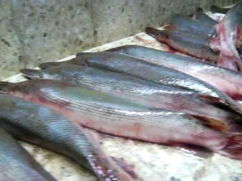 Catan o Pejelagarto Panuco Veracruz - YouTube