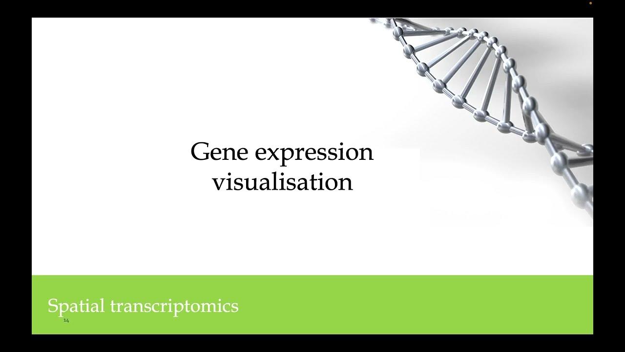 4 Visium data: Visualize gene expression - YouTube