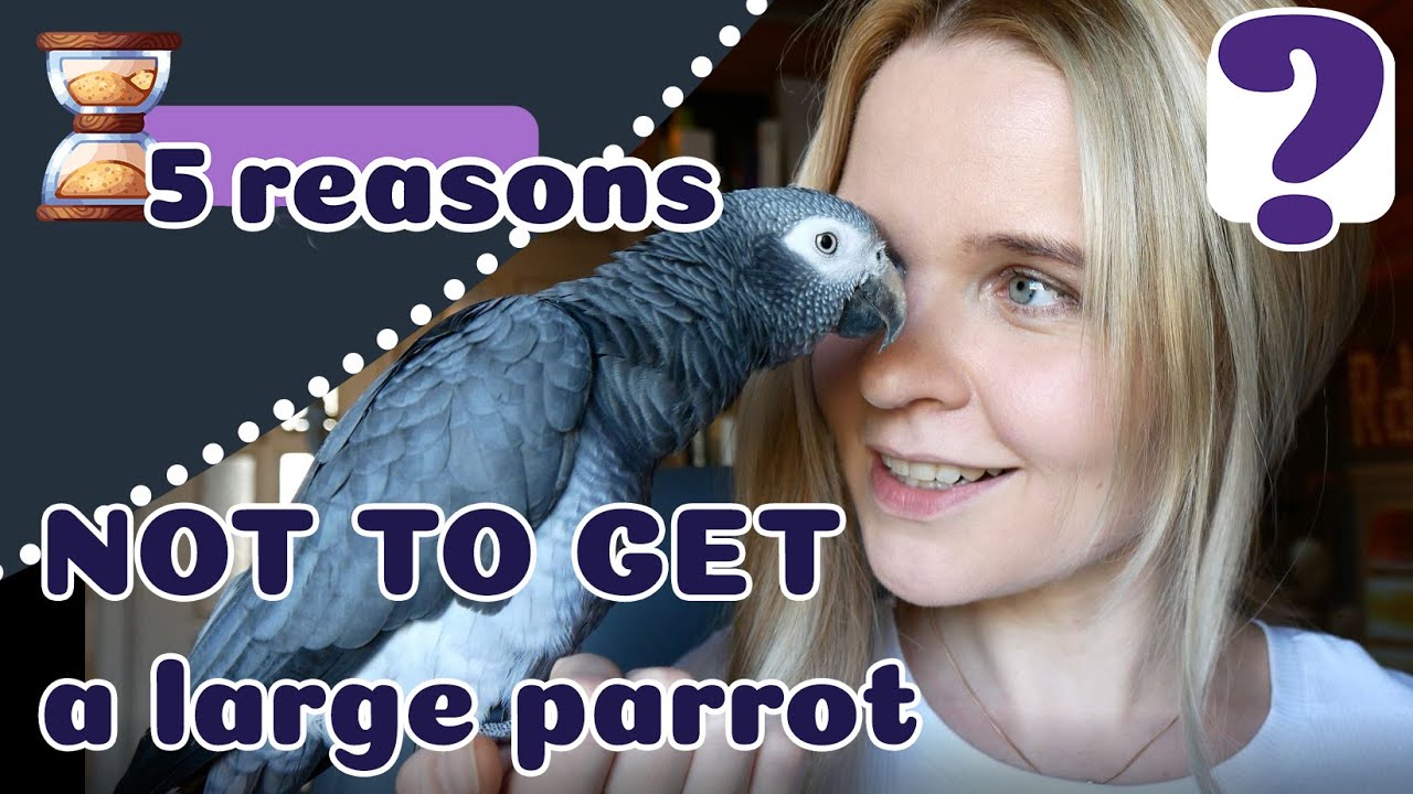 5 reasons NOT TO GET a large PARROT. Talking Beast! - YouTube