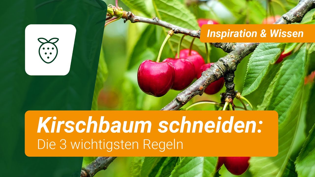 Kirschbaum schneiden: Die 3 wichtigsten Regeln - YouTube