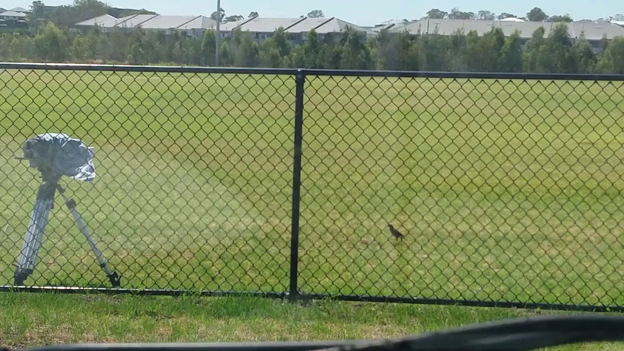 Bird Net Gun Launcher. Remote. Homemade - YouTube