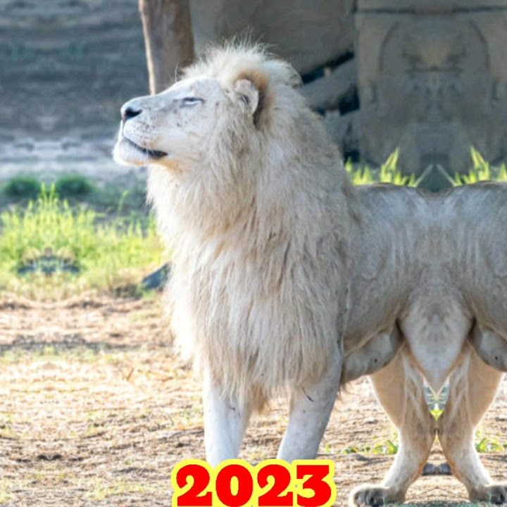 2023 white lion vs 5000 bce white lion #viral #shorts - YouTube