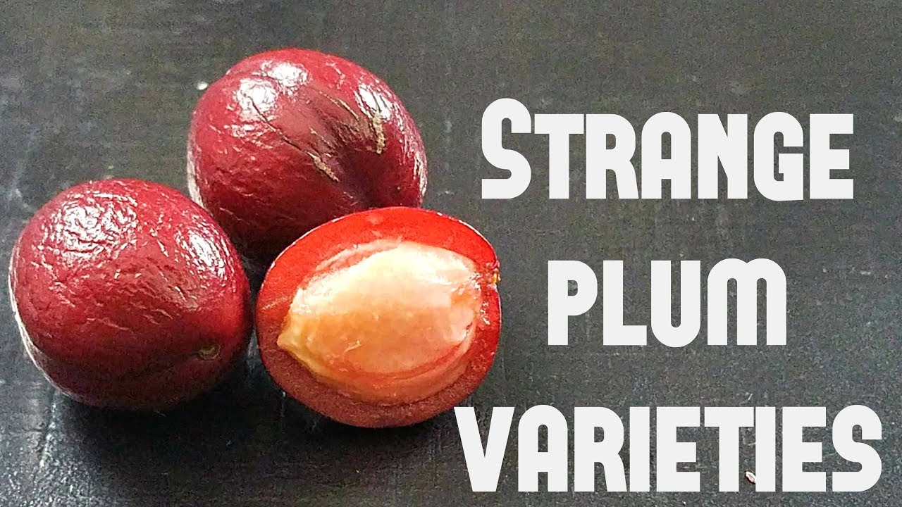 Weird Plums! Comparing two rare varieties (Mexican plum & Purple leaf ...
