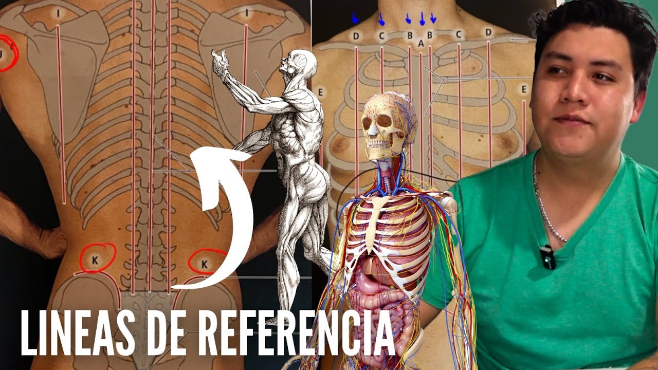 TODAS las LINEAS que DIVIDEN AL CUERPO HUMANO | Anatomia en Enfermeria ...