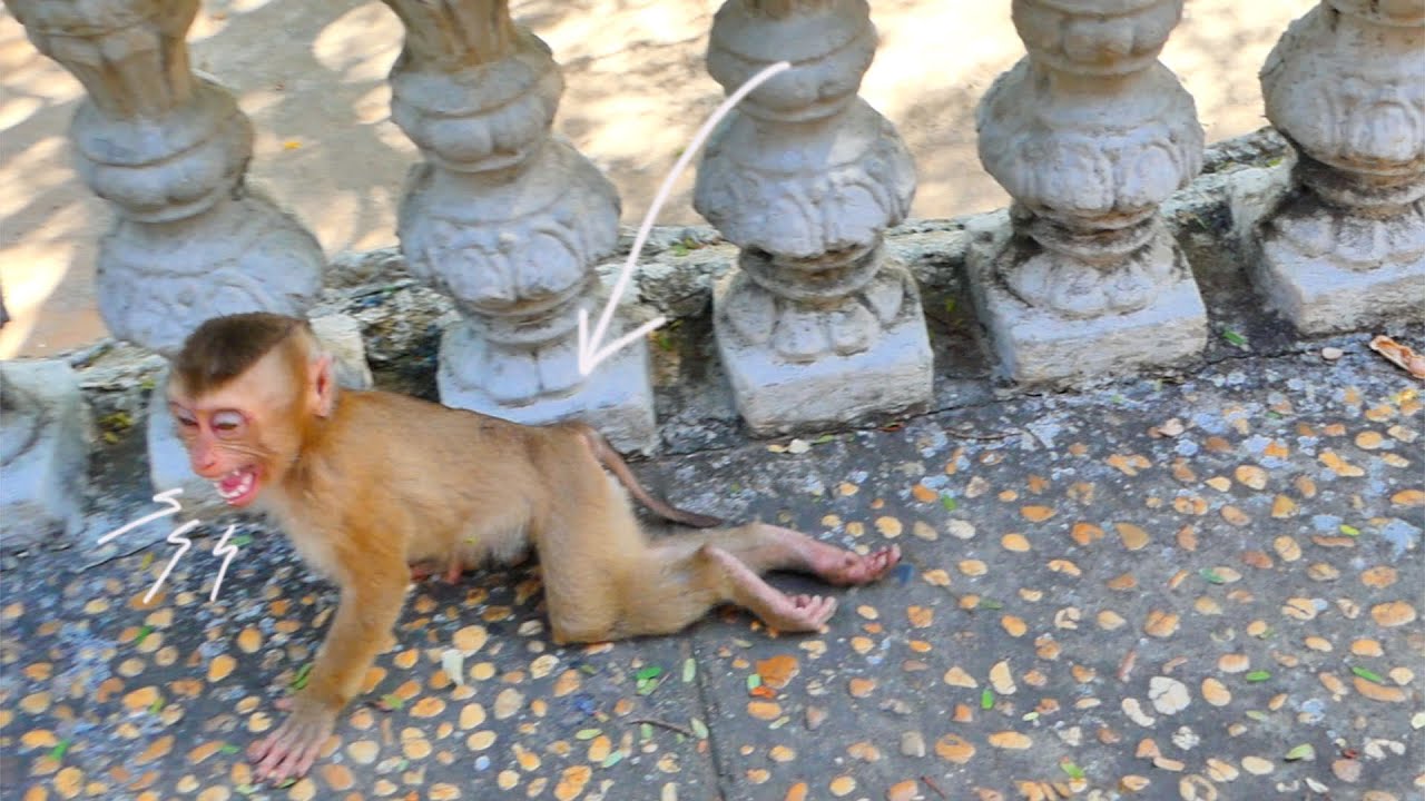 Unlucky...baby monkey SARO falls down while he eating cos other monkey ...
