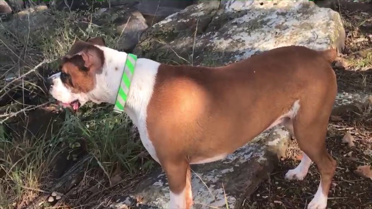 A Wet Boxer Puppy is A Happy Boxer Puppy - YouTube